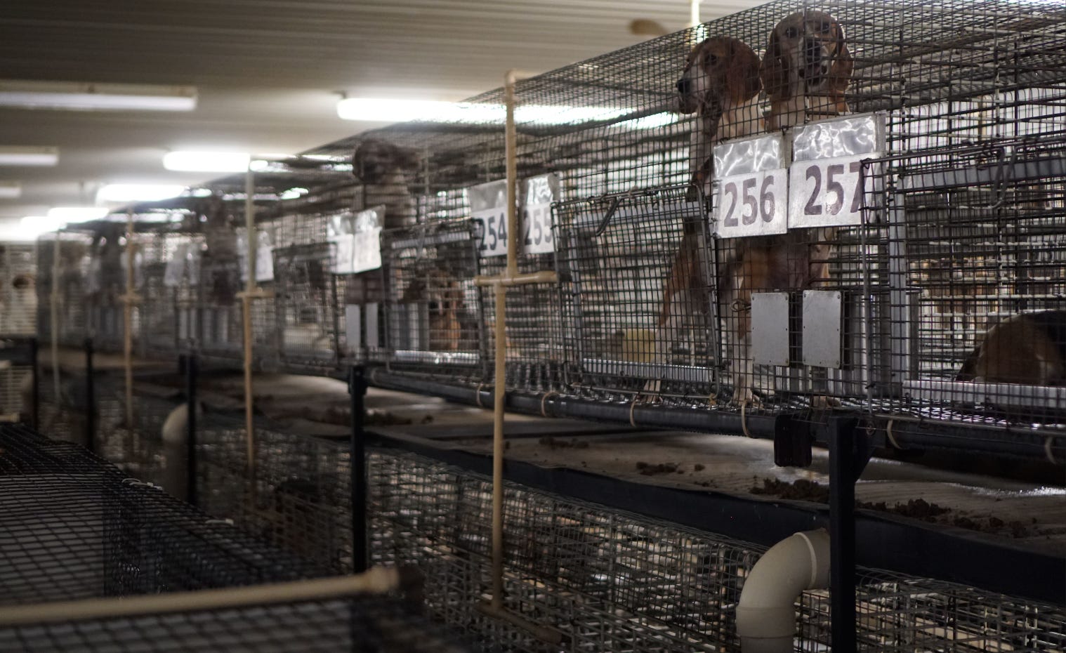 The Two Words That Can Save Millions of Dogs