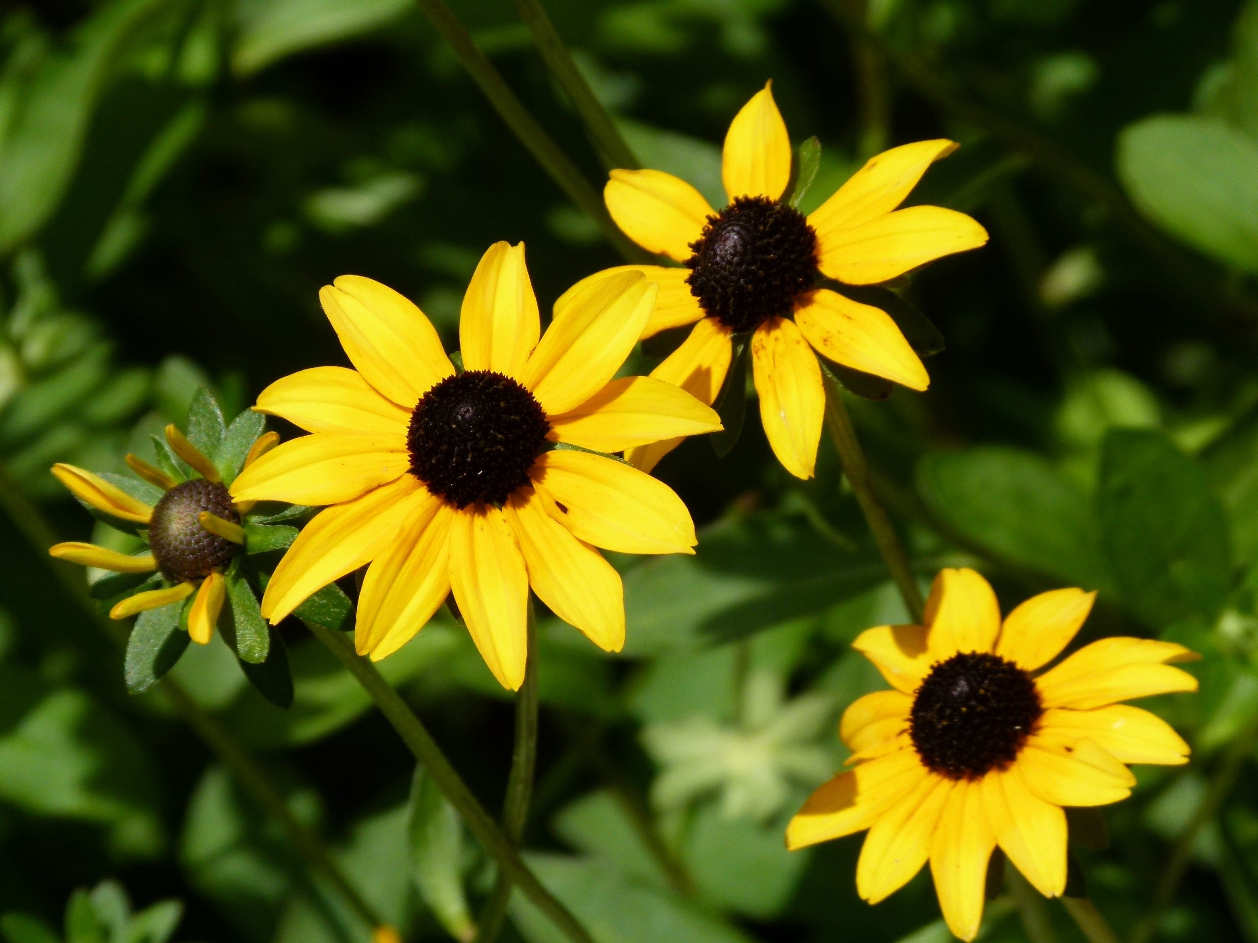 The Environmental Benefits of Native Plants in Your Garden