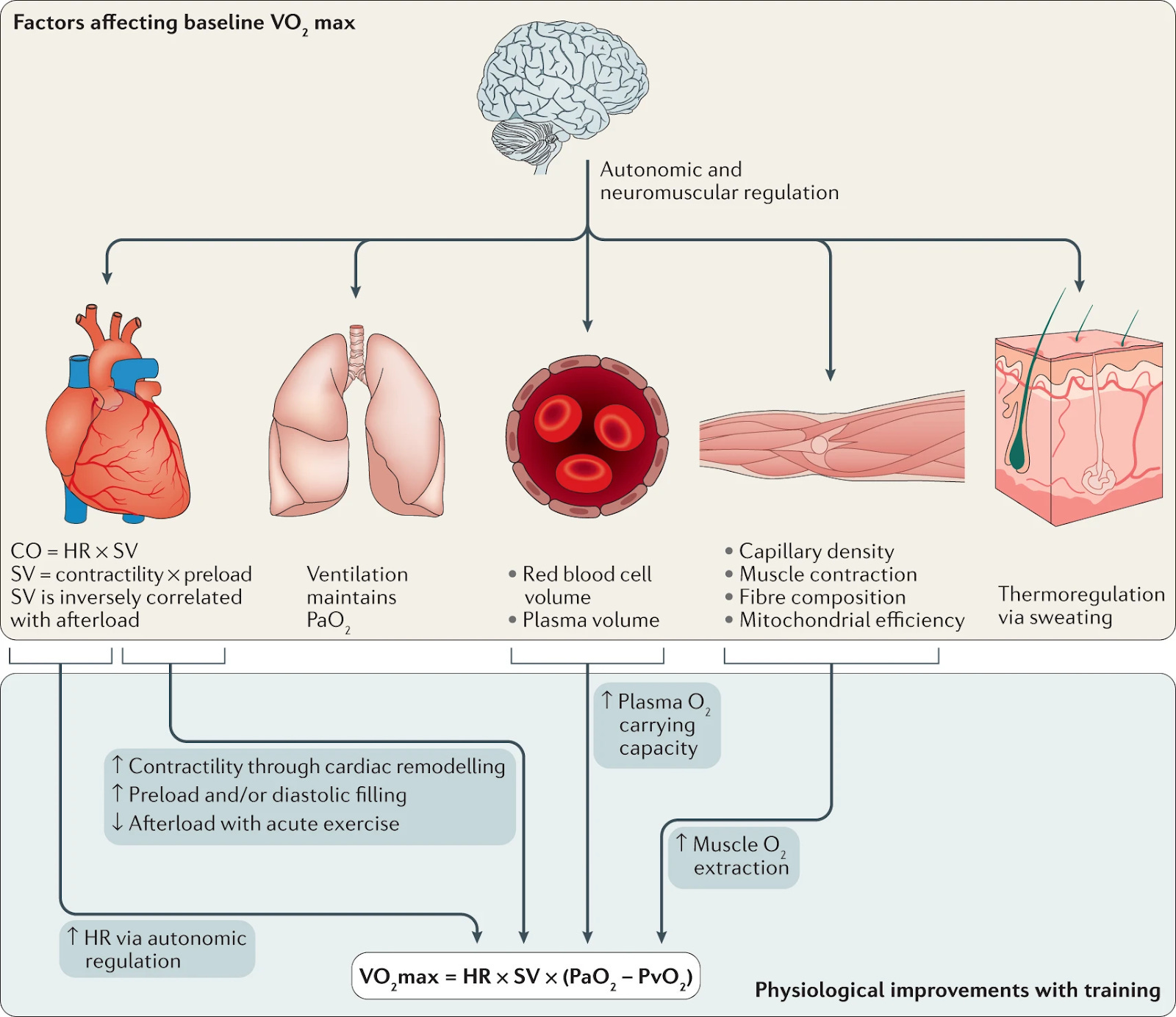 Is VO2 Max the Best Measure of Fitness and Performance?