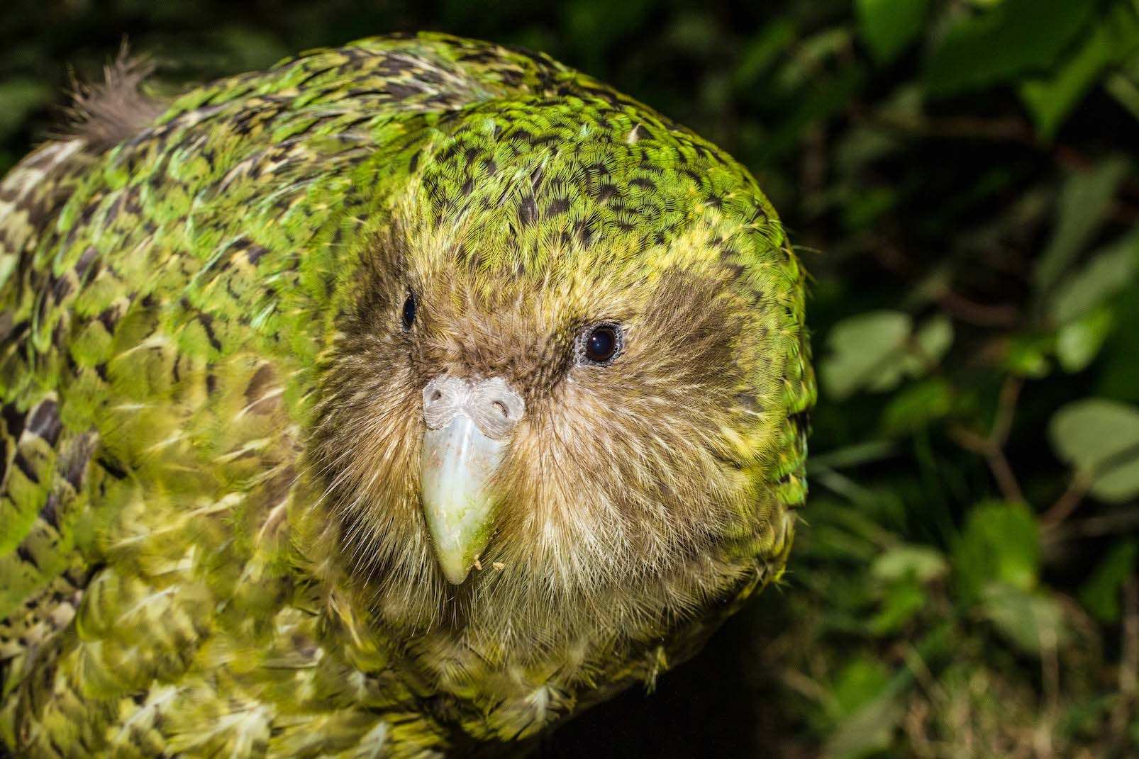 Rare Kākāpō returning to the mainland to live