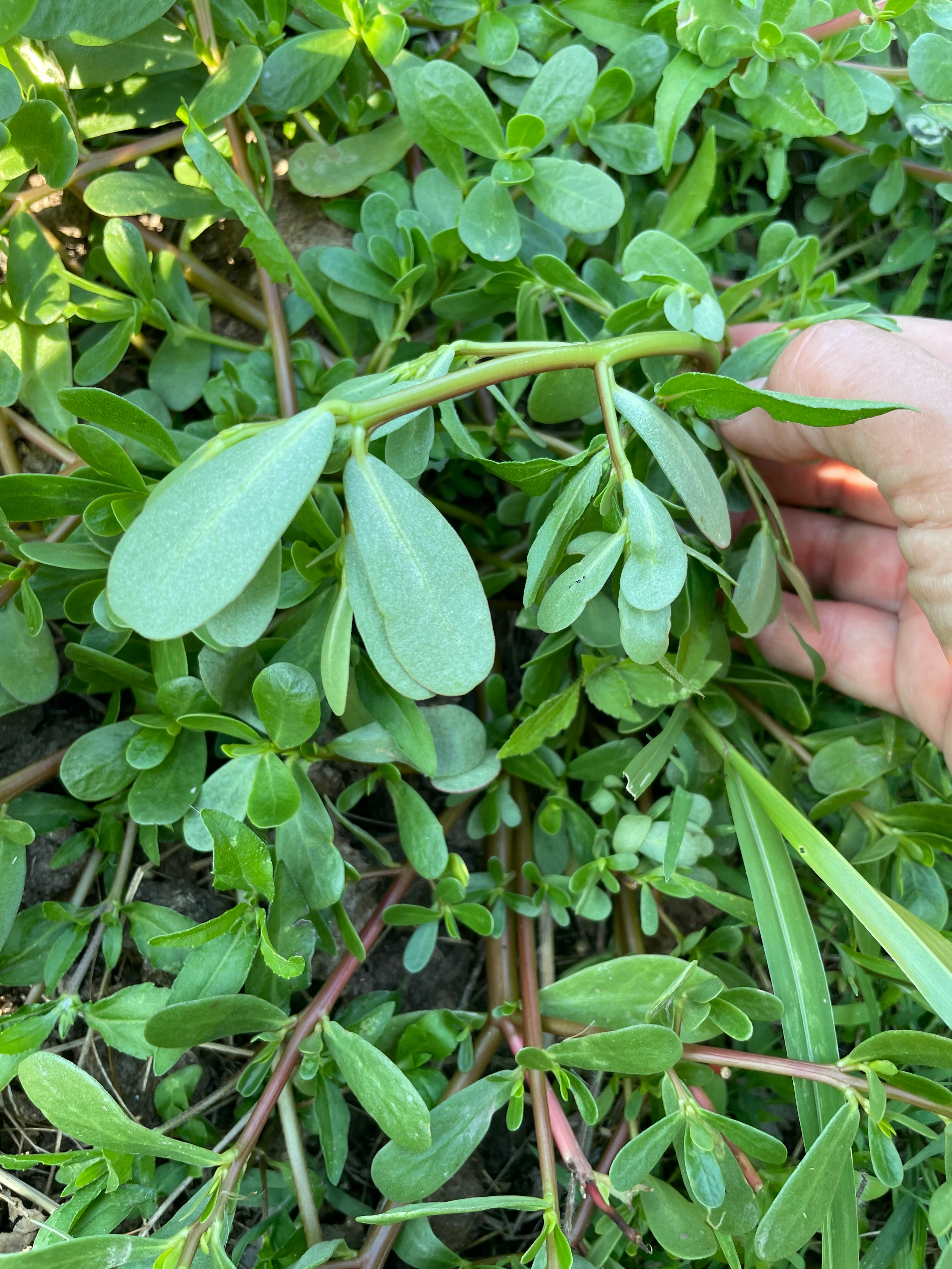 Purslane - by weedom1 - weedom