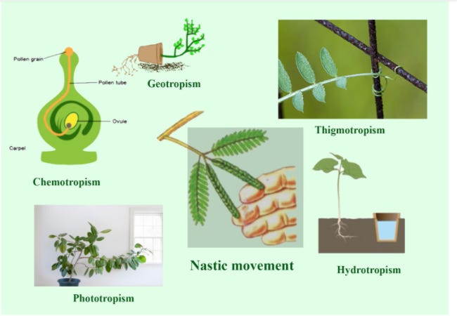 Seeing the Whole of the Plant - by Thomas J. Brown