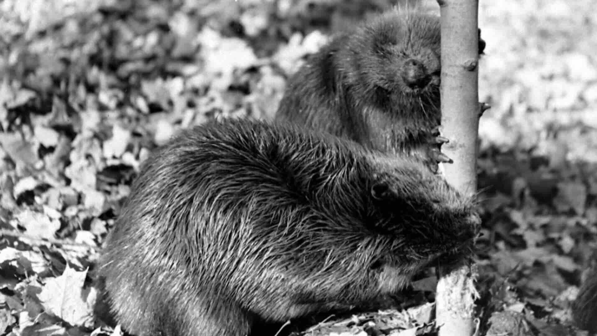 🦫 International Beaver Day | The Spiritual Almanac