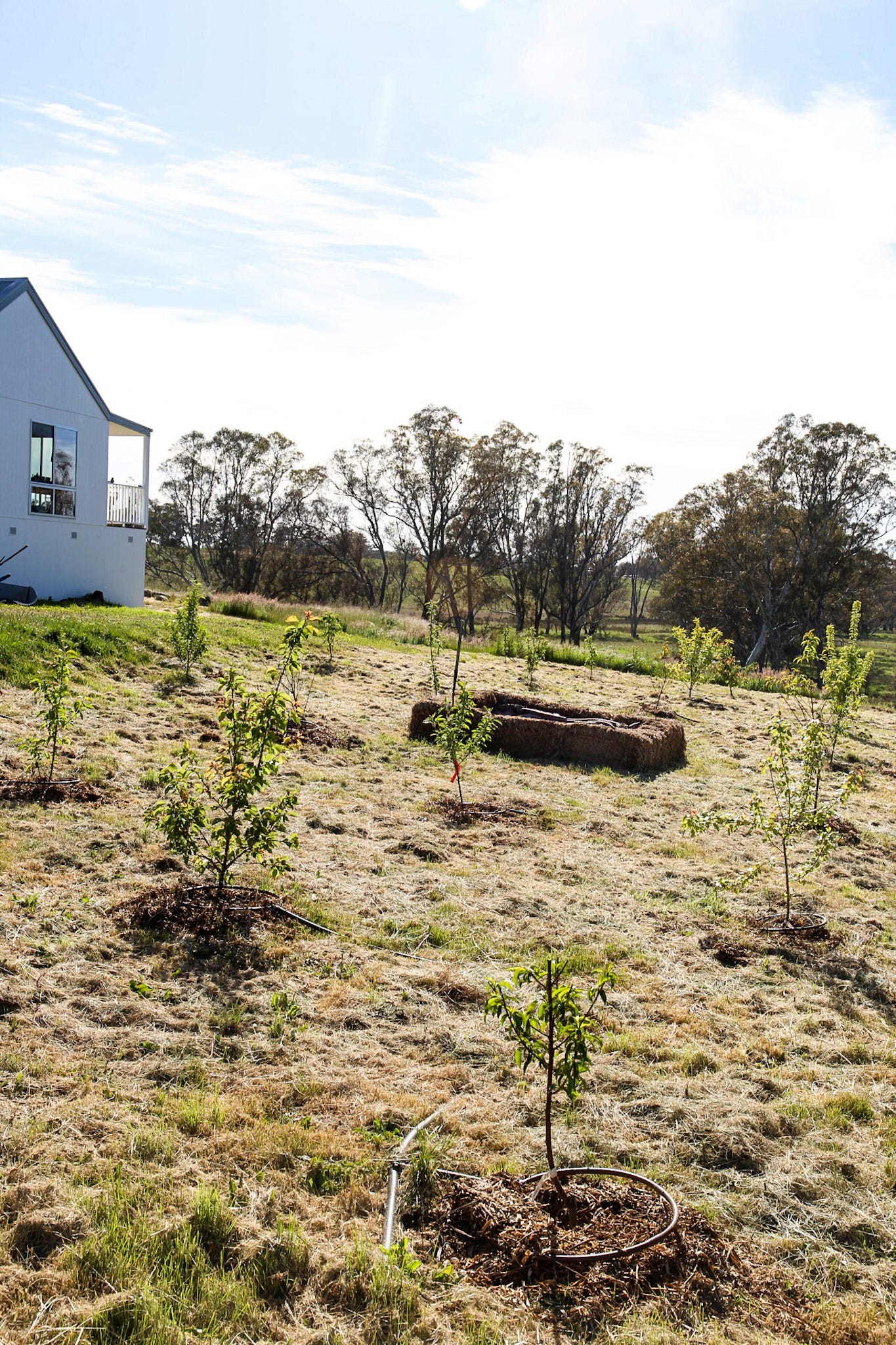 The (Moor)Field Guide: 3 - The Garden at Moorfield