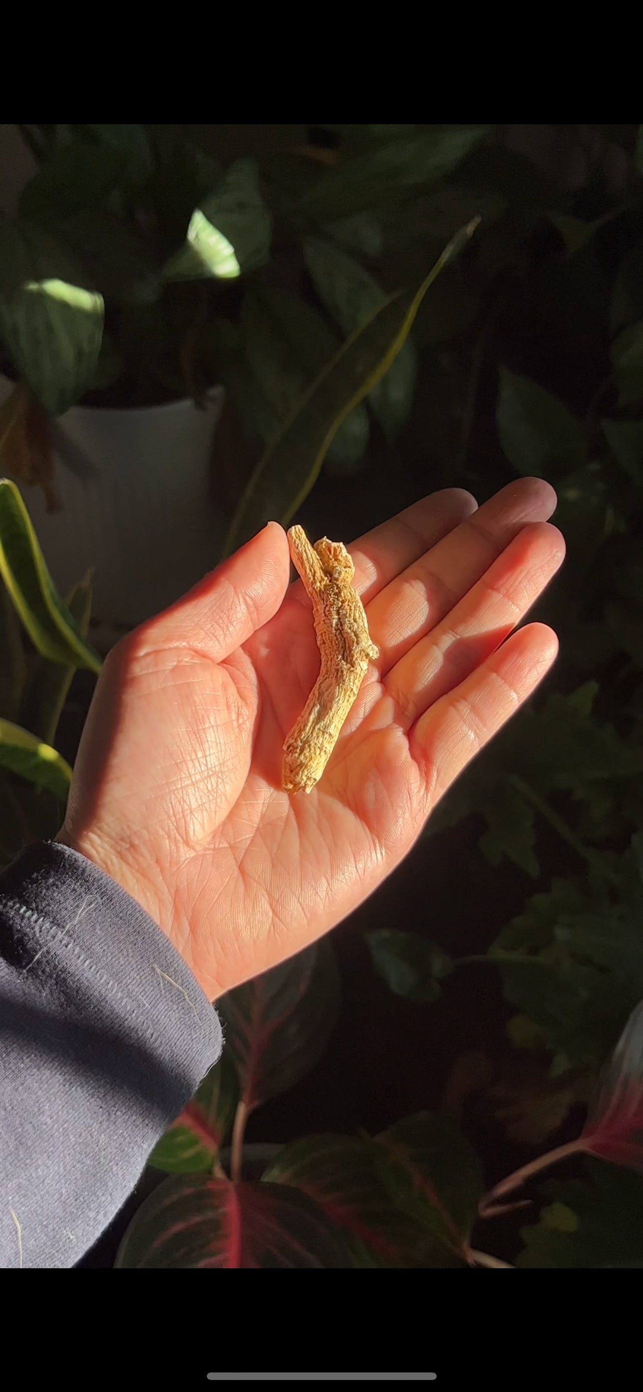 Alice Sun | Substack