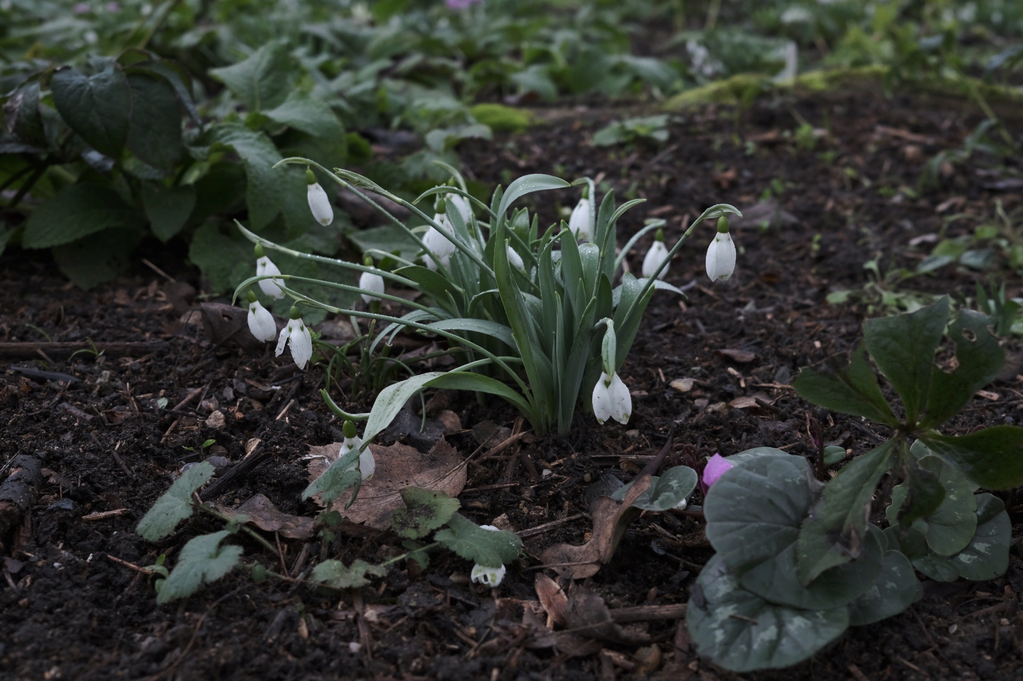 Imbolc: can you feel the shift? - by Nika Trifo
