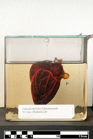 Pacemaker no longer needed? Can you donate it to a dog?