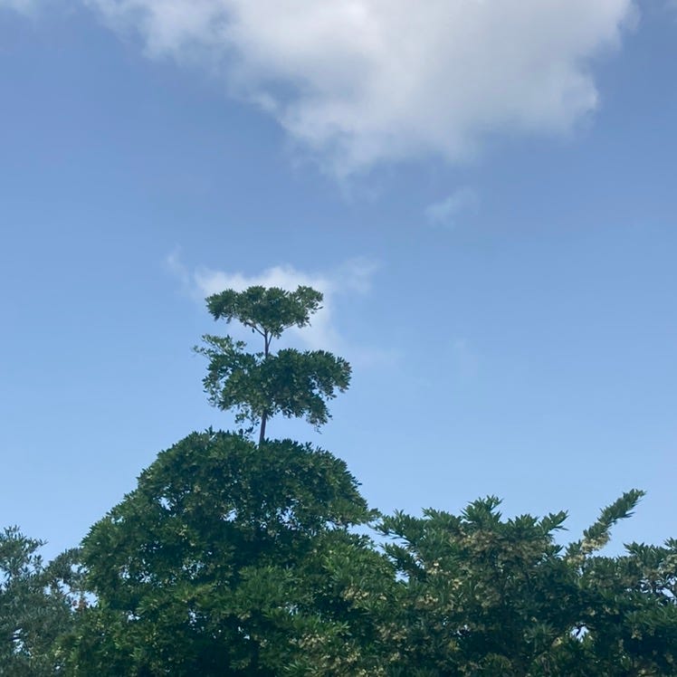 Celeste Tsang | Substack