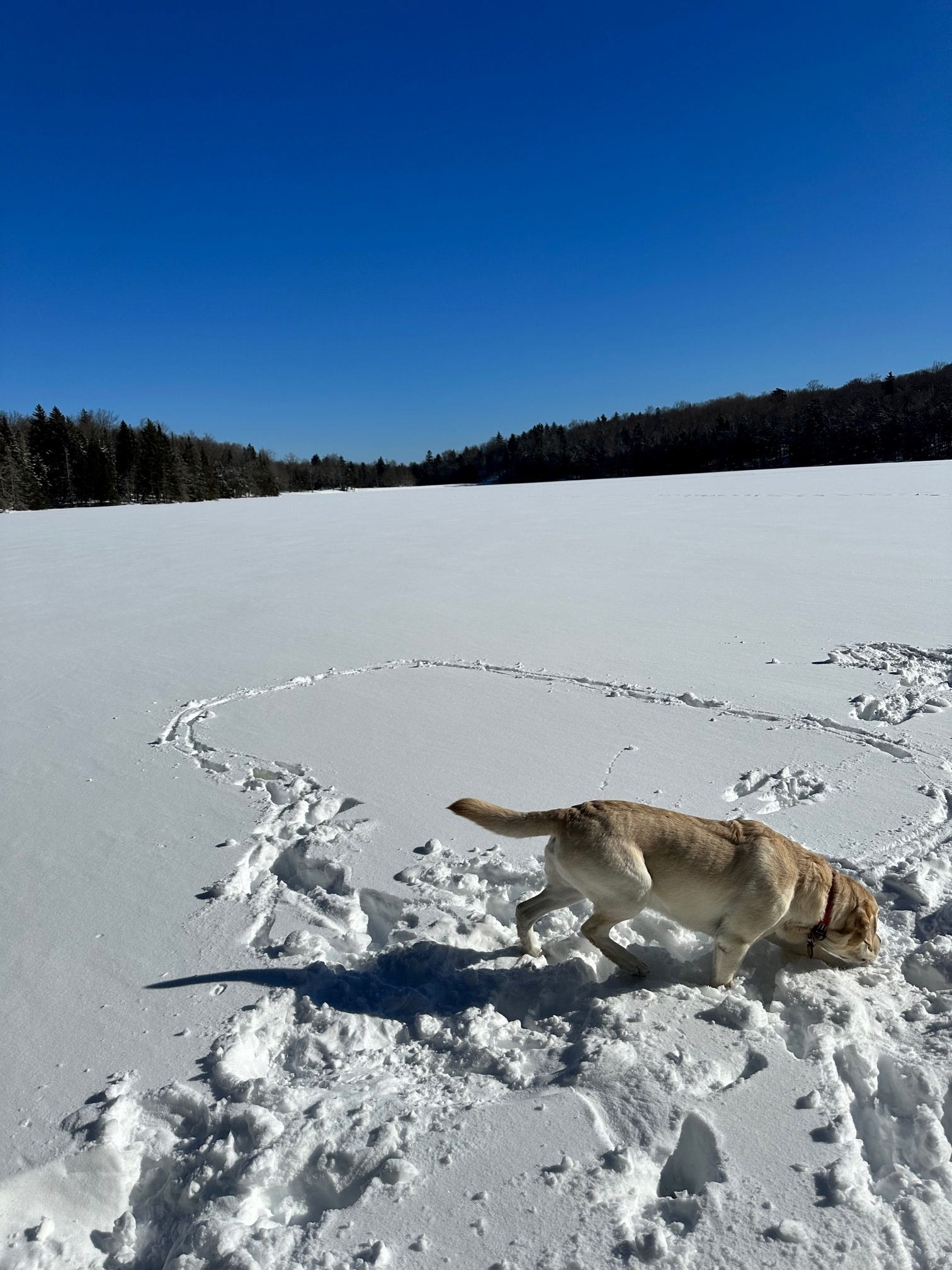 March 27, 2023 - by Trey Dobson, MD - FIVE Things to Know