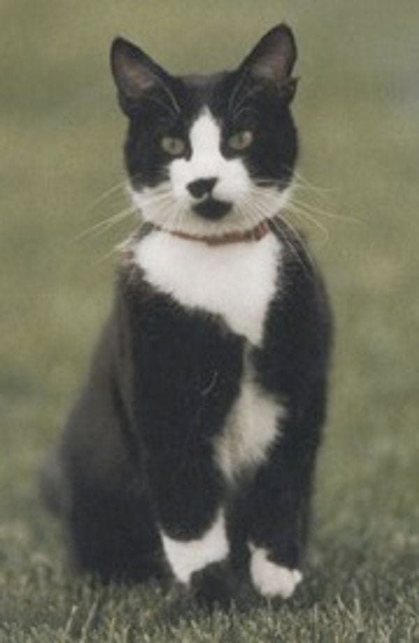 Socks, Clintons' Abandoned Cat, Finally Dies - by Ken Layne