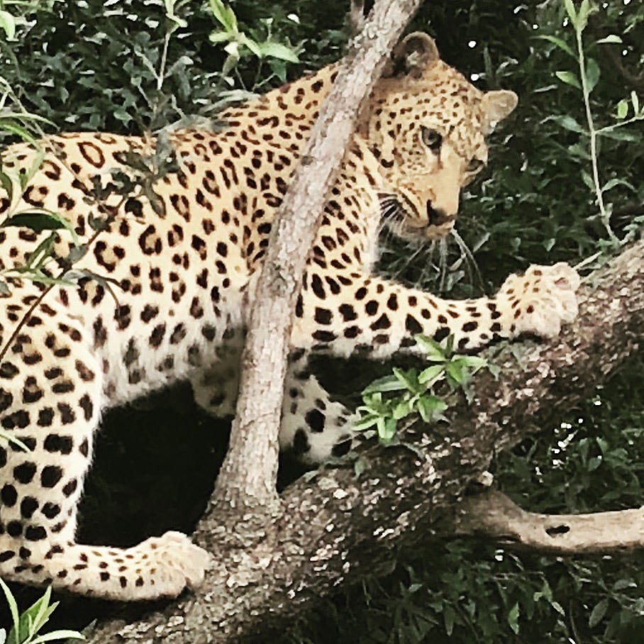 This Wild Life | Substack