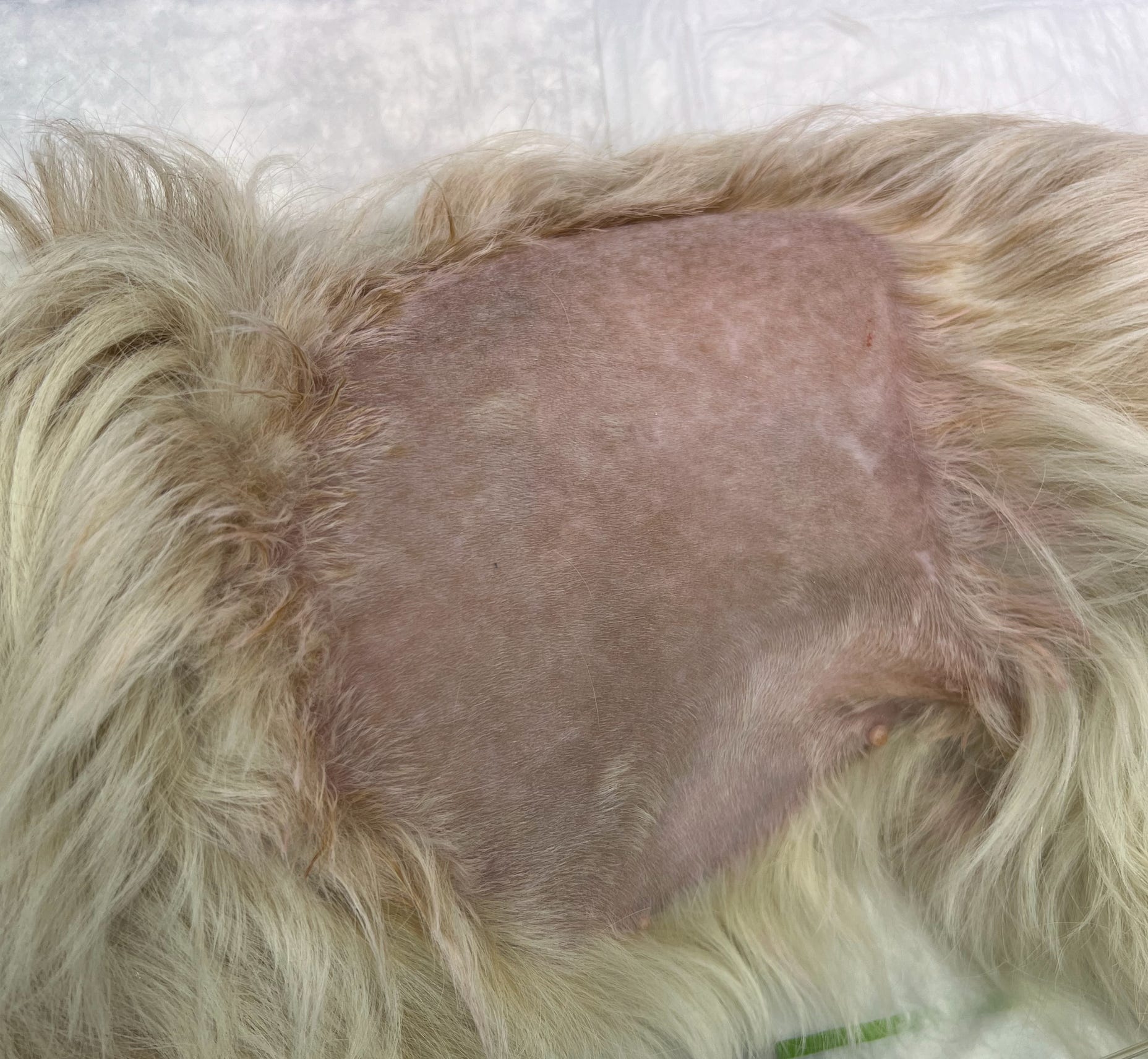 Colocación tubo PEG (gastrostomía endoscópica percutánea) en perros y gatos