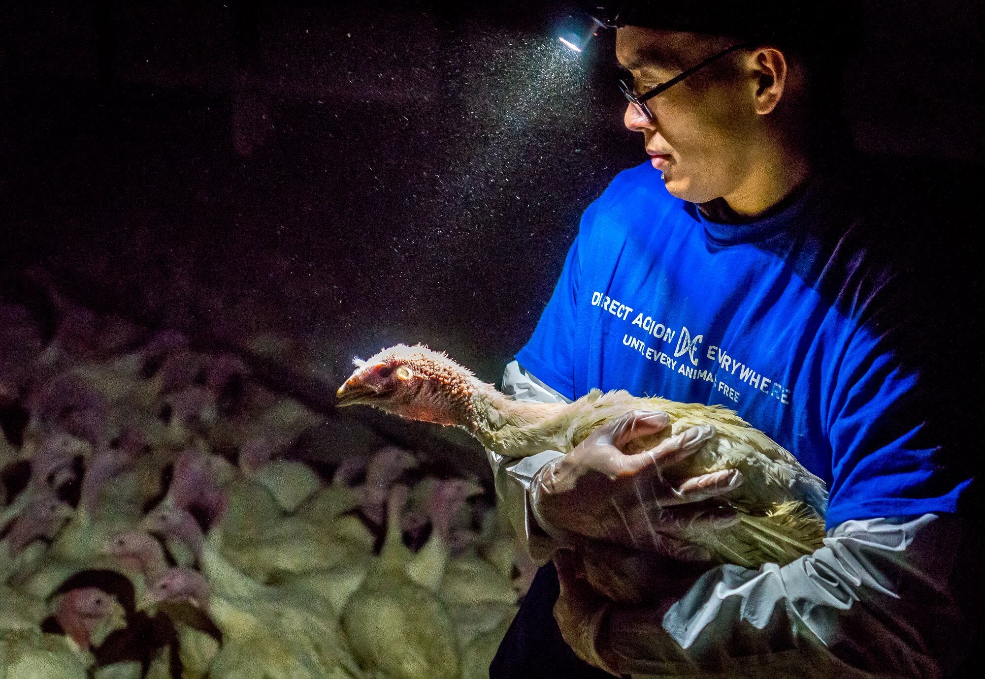 The Languages I Learned From a Slaughterhouse