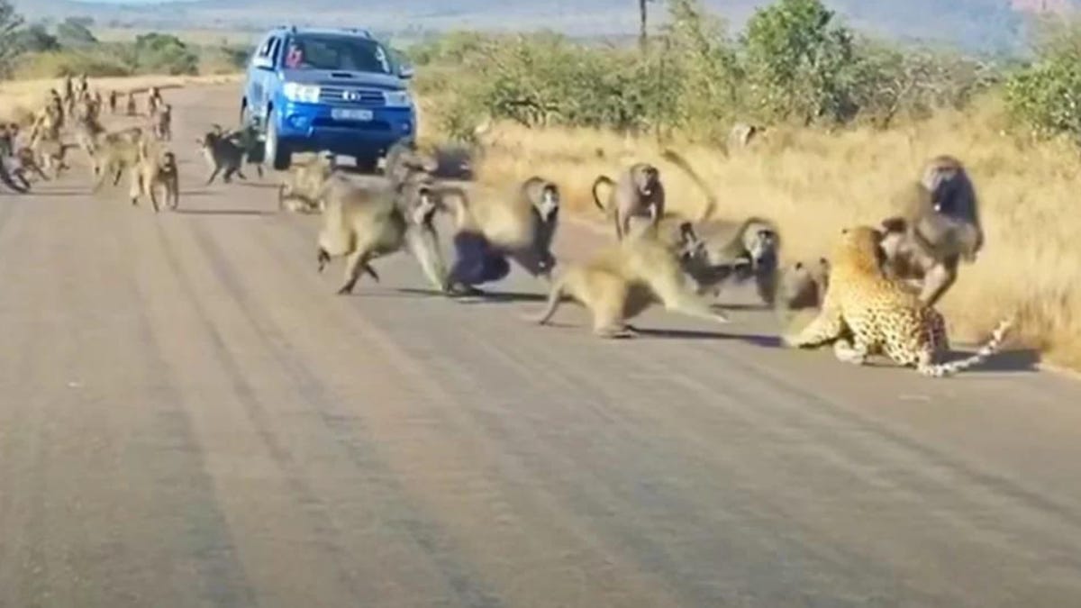 Baboons Attacking Leopard At Kruger Park Gives Newlywed A Once in a ...
