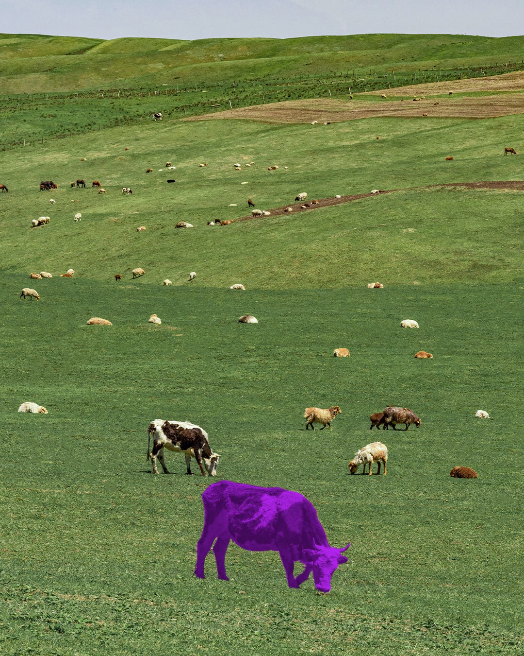 ENCONTRANDO A VACA ROXA