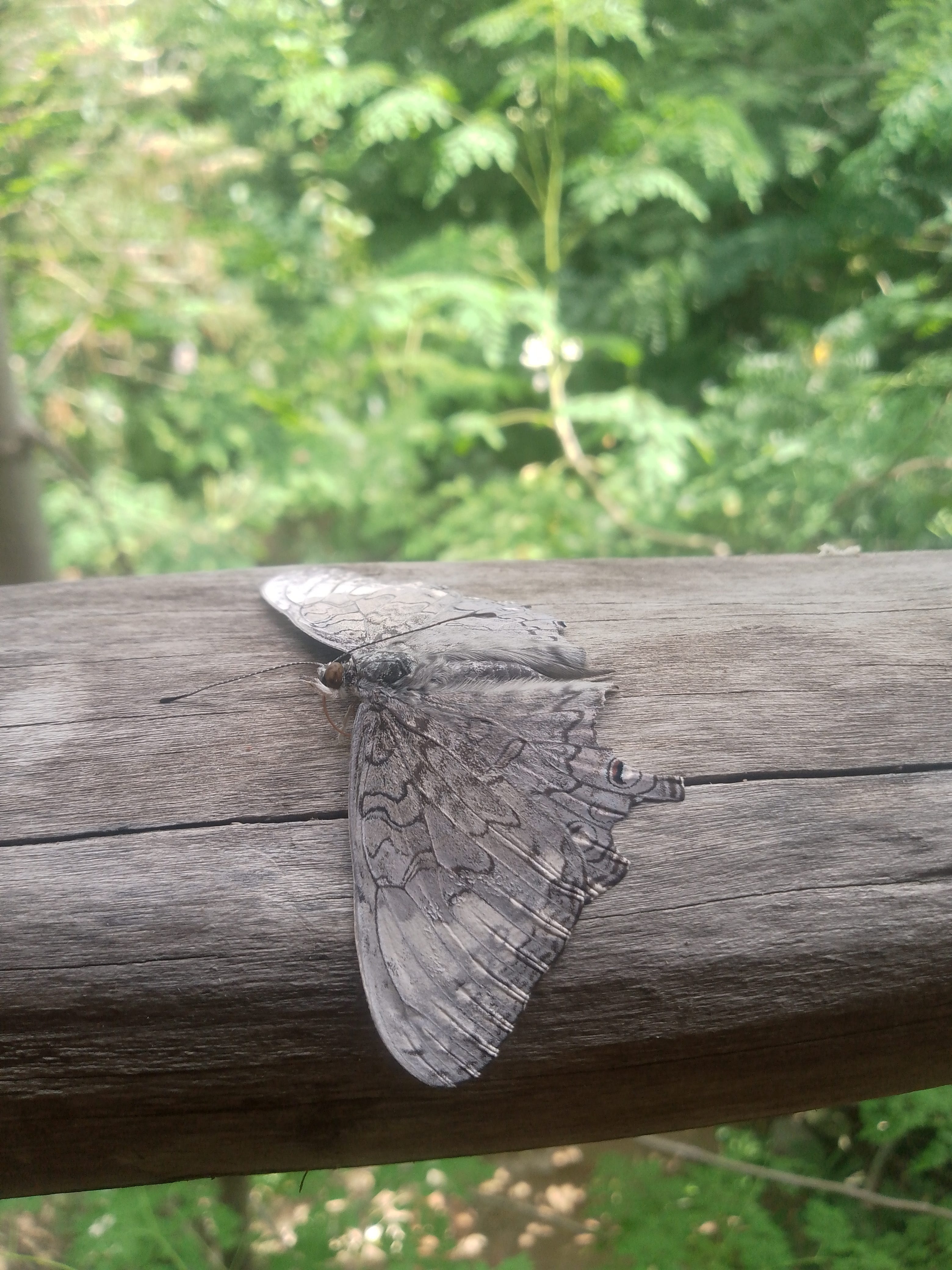 gypsy's lament - B Stings