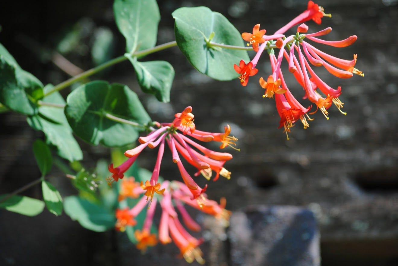 Nothing Compares to Natives - by Lolly Jewett