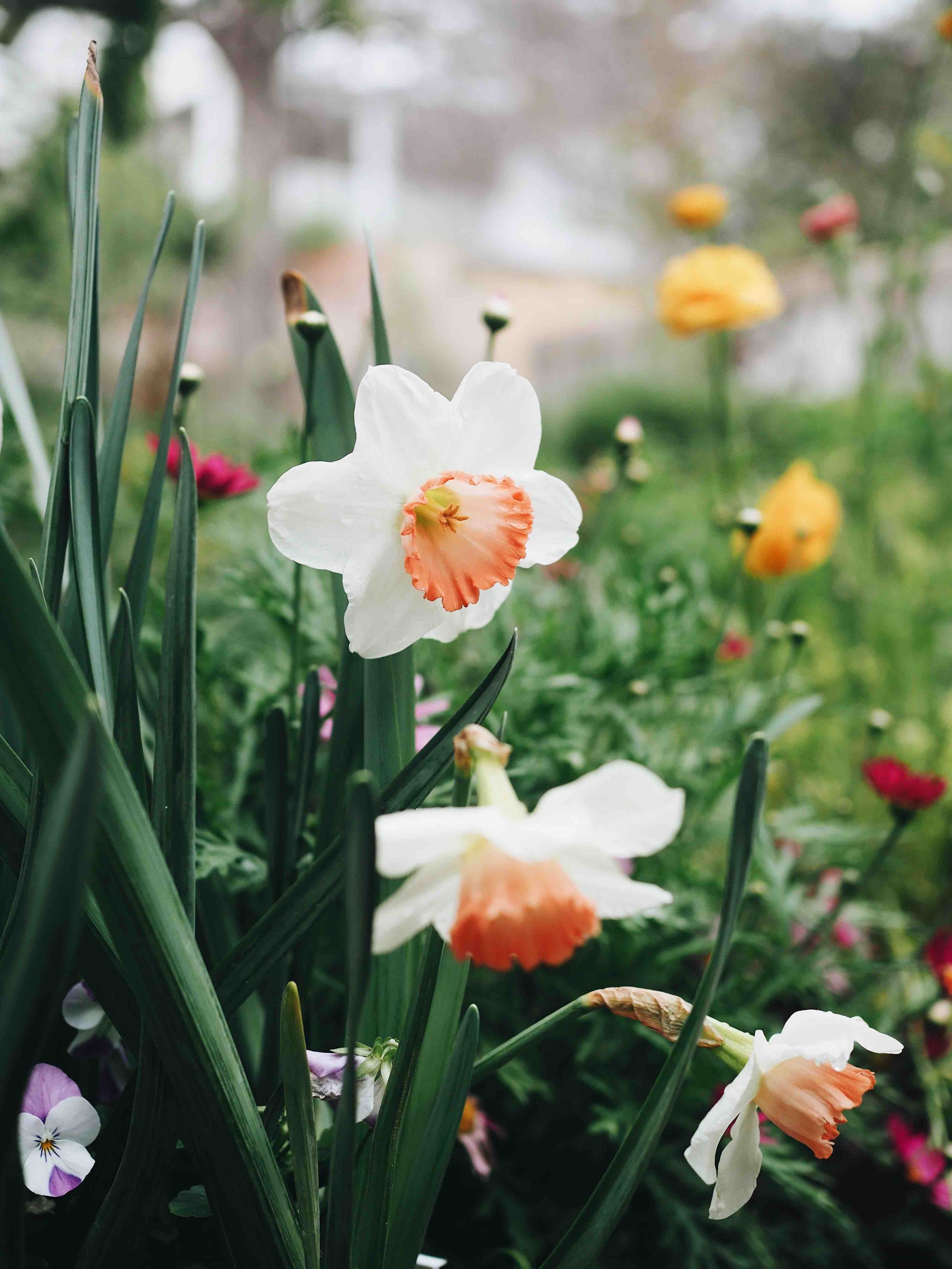 An ode to spring bulbs - by Casey Lister - lofi life