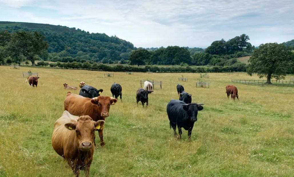 Why cows are essential for Somerset wildlife restoration