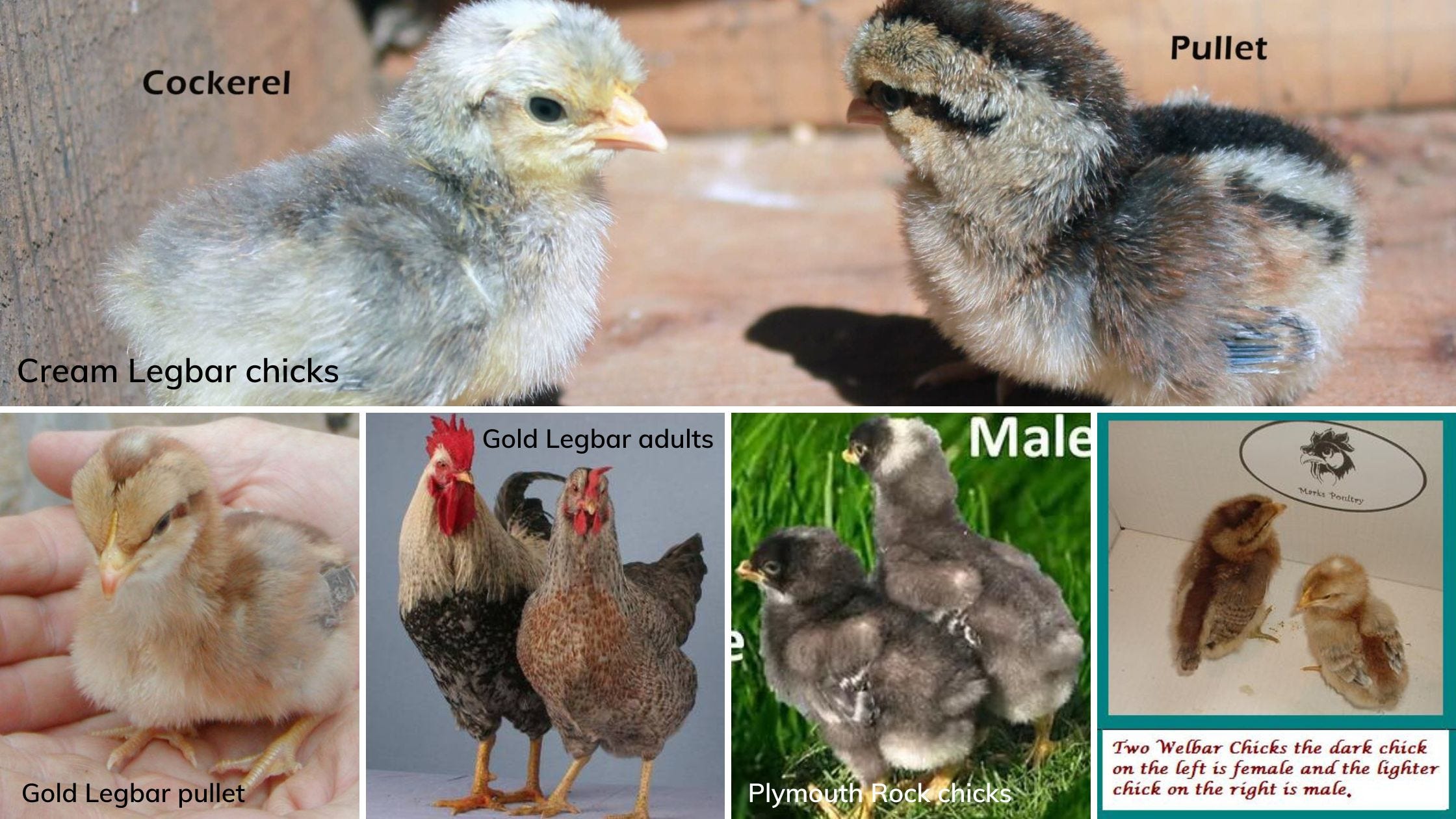 Autosexing poultry breeds - by Fiona