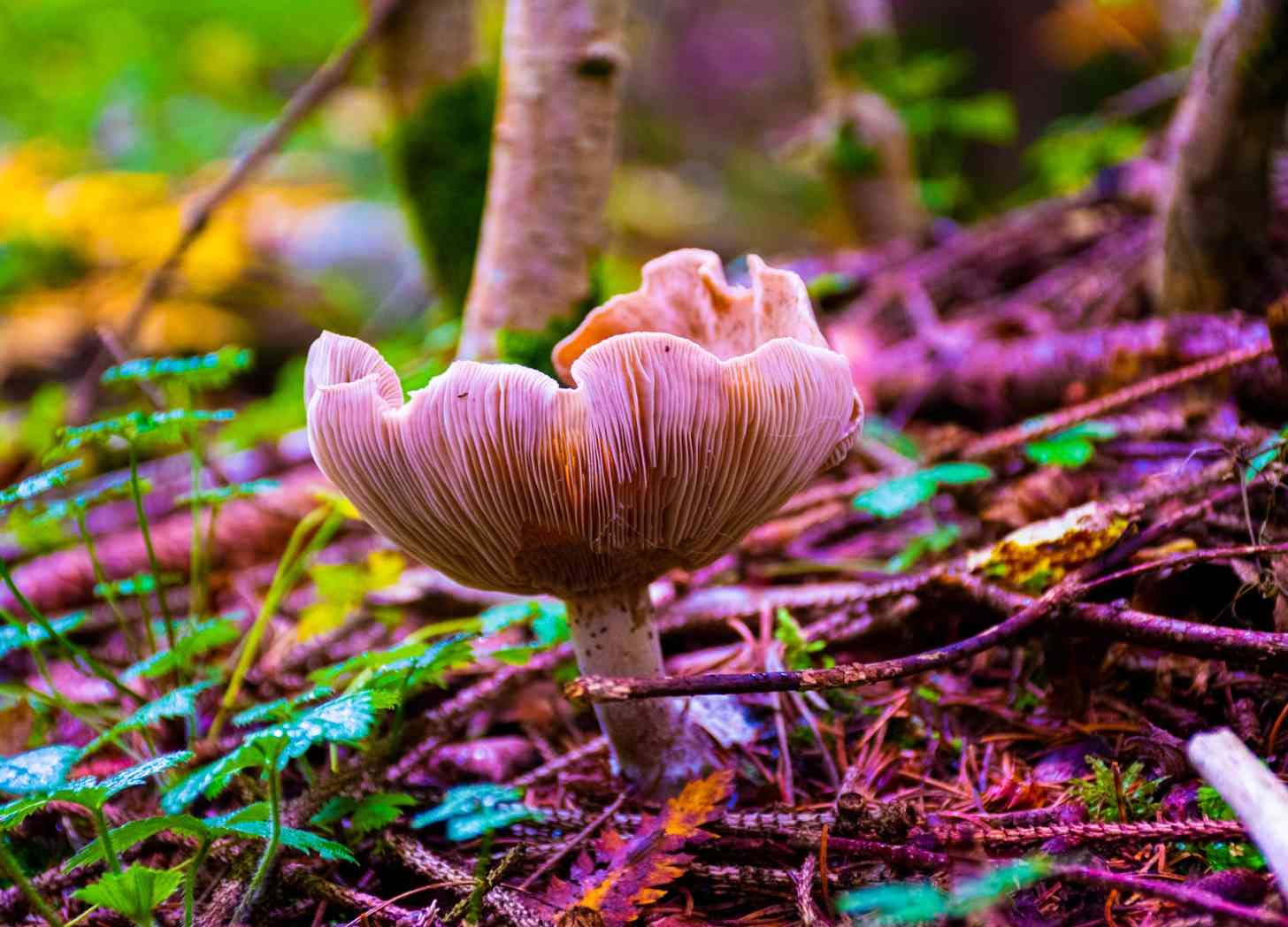 💊 GSK acquires Bellus Health and its cough drug; US FDA revises Covid ...