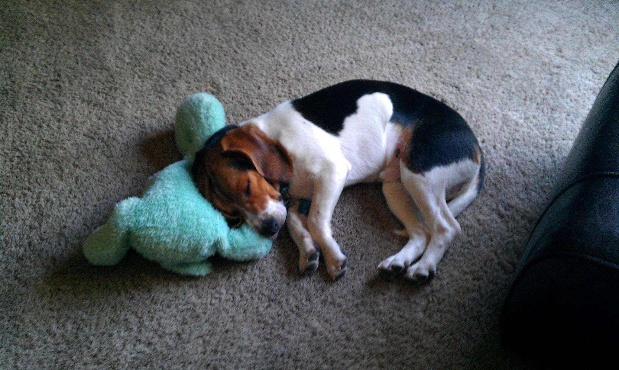 Fat shaming my beagle - by Yillsy - The Oracle of Momma