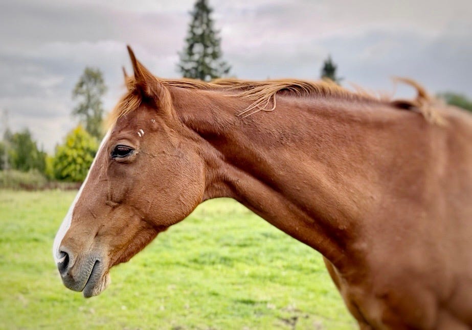 Tania Kindersley | Substack