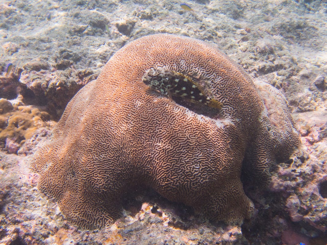 Polygonia Interview - by Liam Cagney - Berlin Waveforms