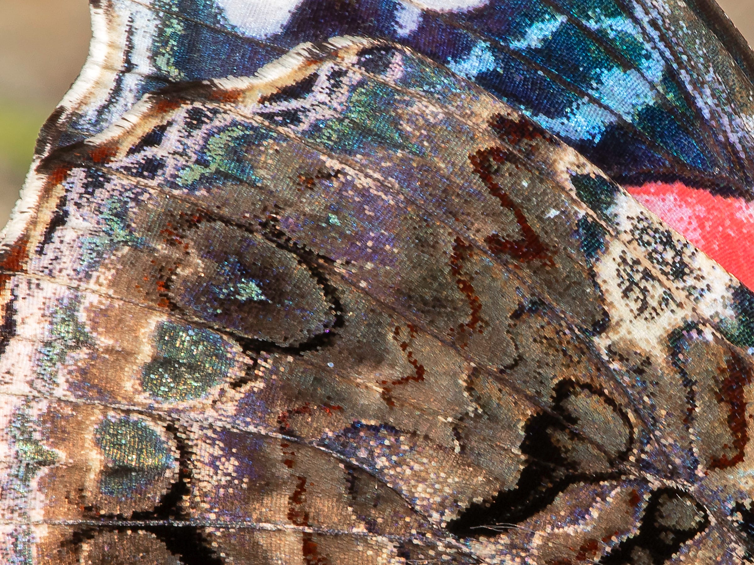 The Butterfly of Doom and Light - by Bryan Pfeiffer
