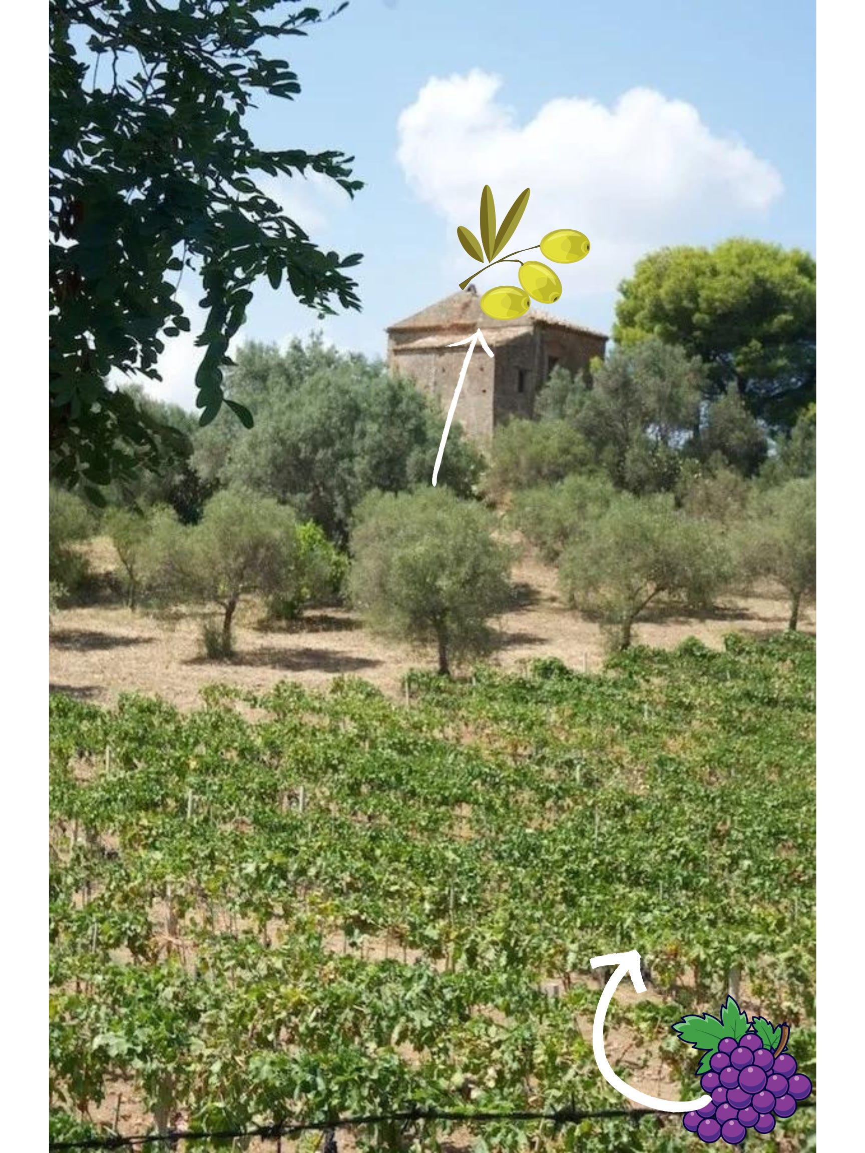 'Olive' Story Heard Through the Grapevine