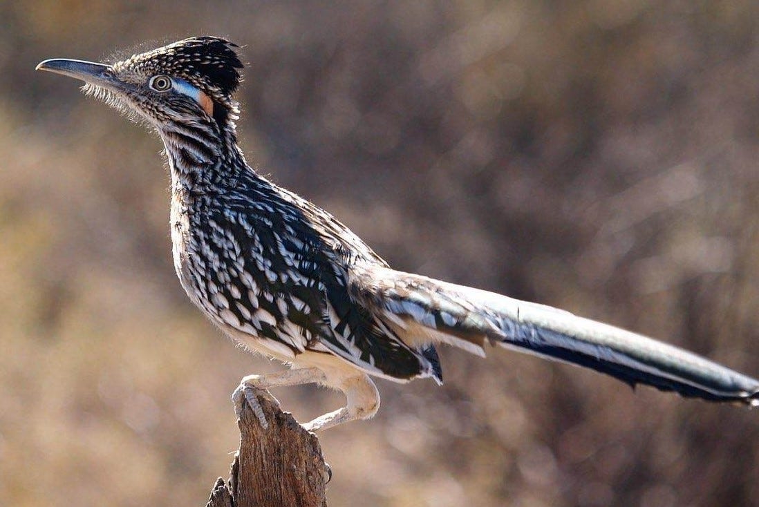 New Mexico's State Bird and Flower - by Jan Spell