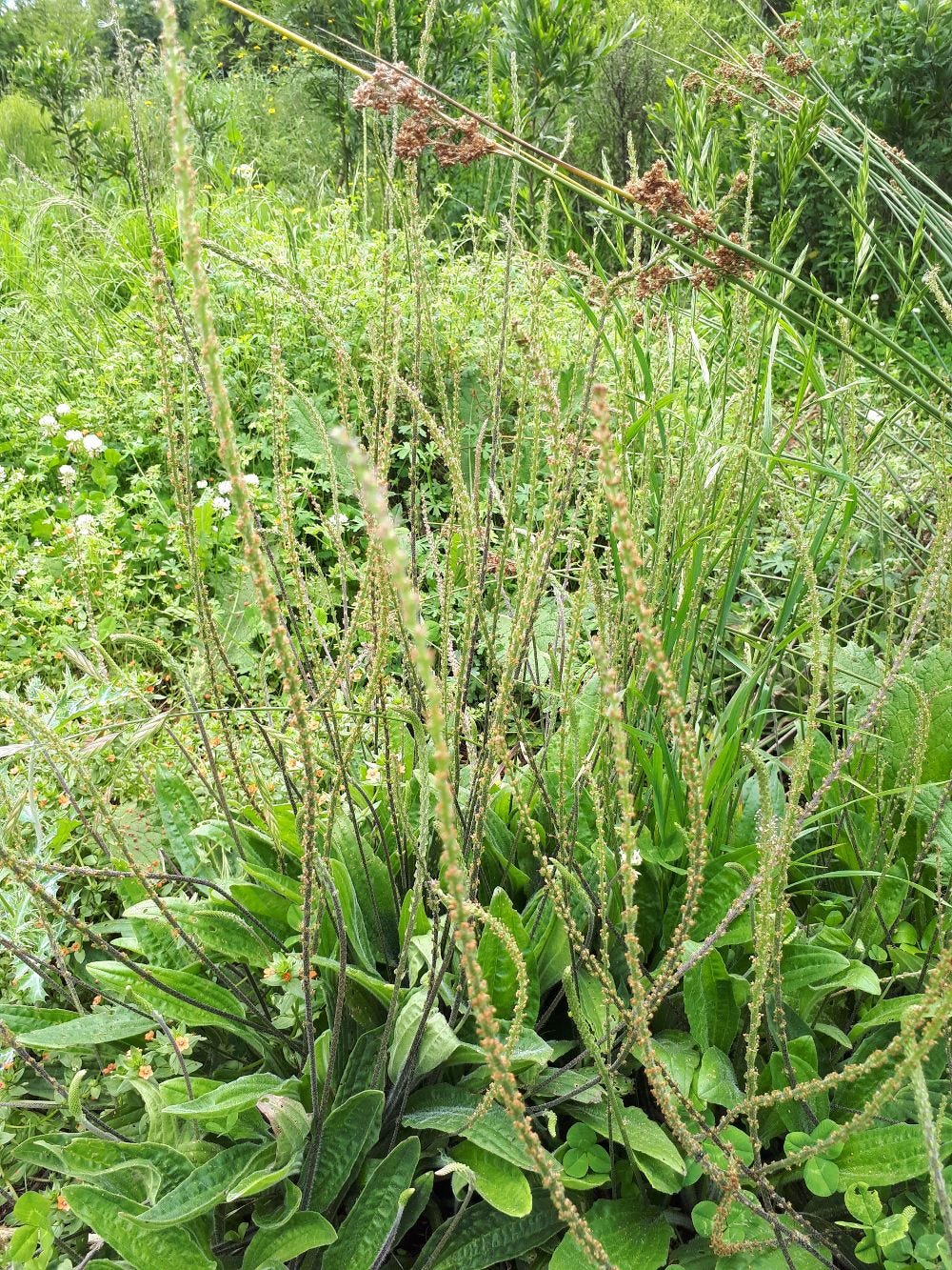 Native Ribwort/Plantain - by JP - Bush Food Forager
