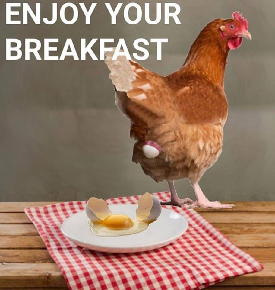 Powerful Memes: Lay an Egg on Your Plate
