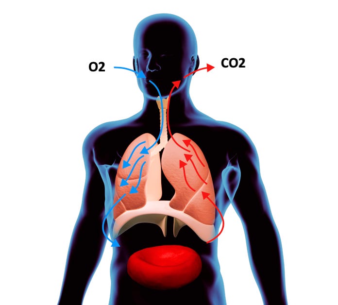 Nitric Oxide's Role In Health And Performance