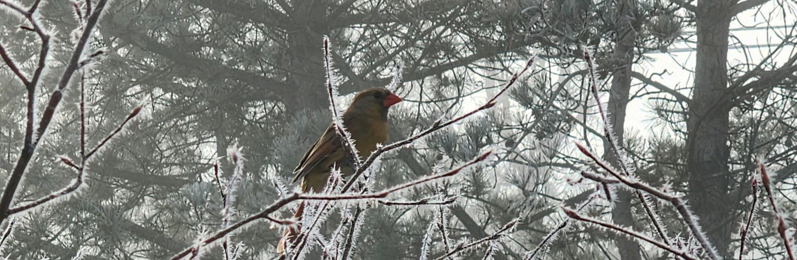 Communication-Connection - by Shabazz Rah-Khem, Ph.D.