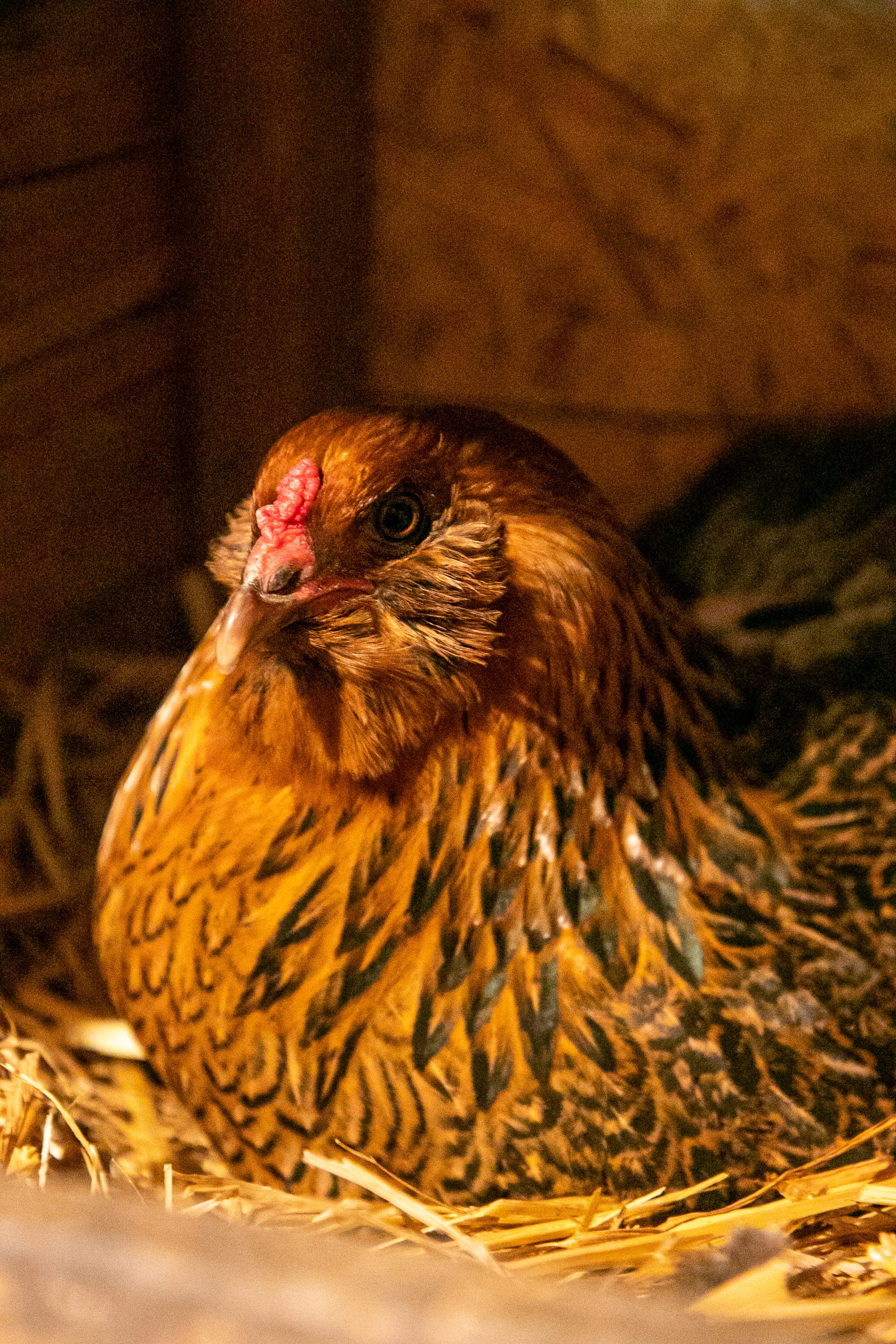 The Cult of Chickens - by Kamryn - The Gardener Girl