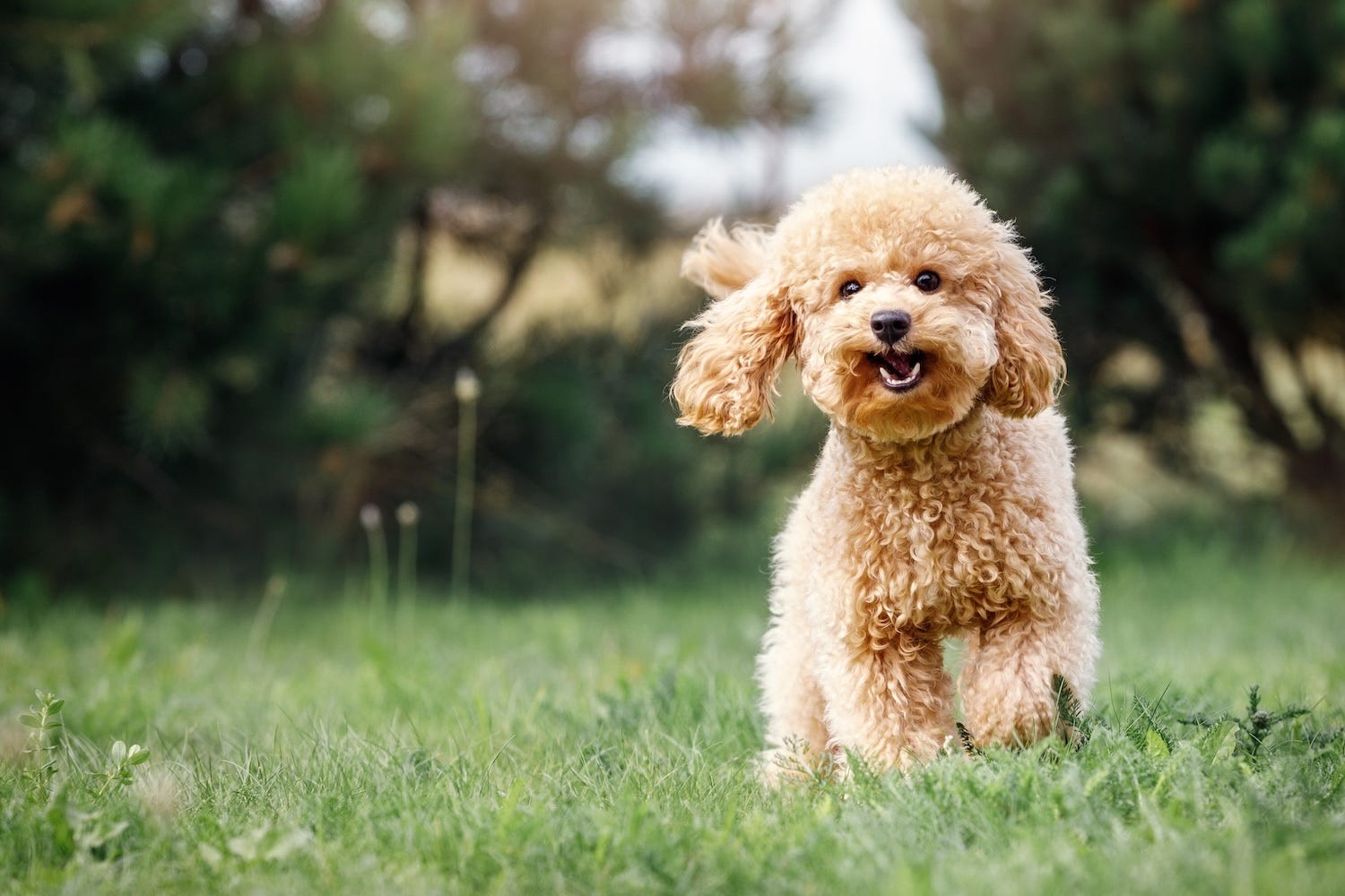 Excited pup tries running thru mirror to greet person — keeps bumping ...