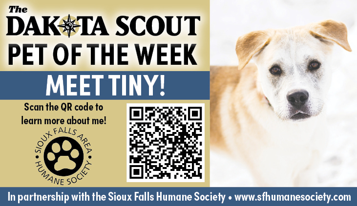 Tiny: The Dakota Scout Pet of the Week