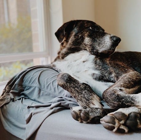 Five go-to tips for checking your dog's paw pads