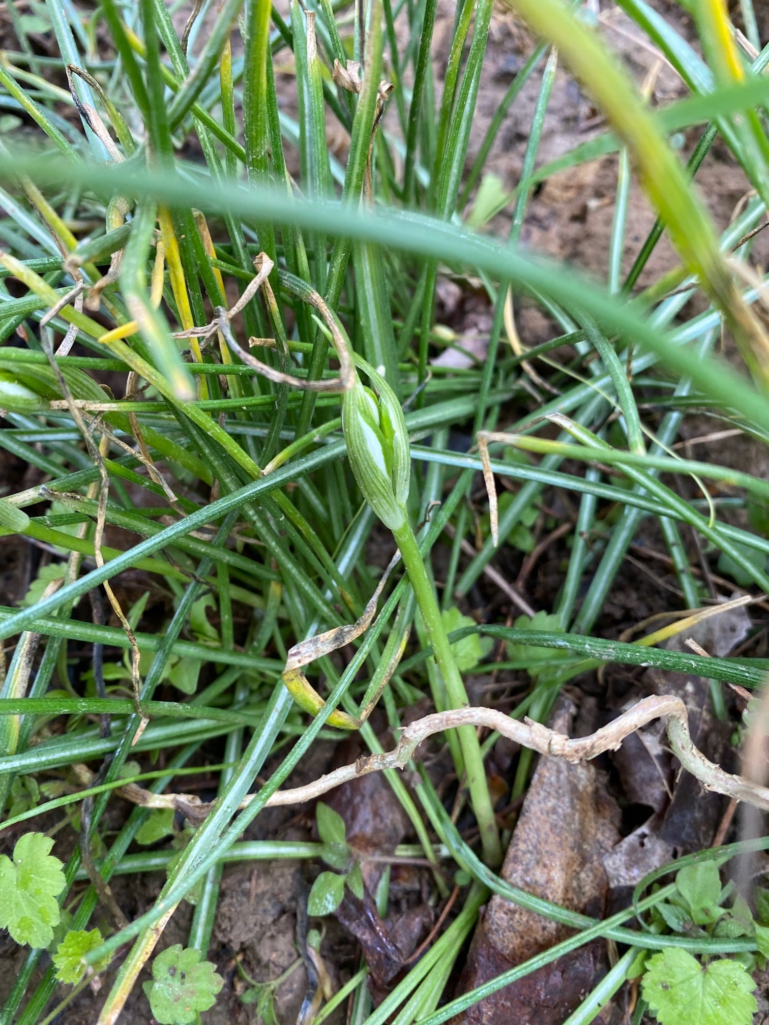 Garlic Mustard - by weedom1 - weedom
