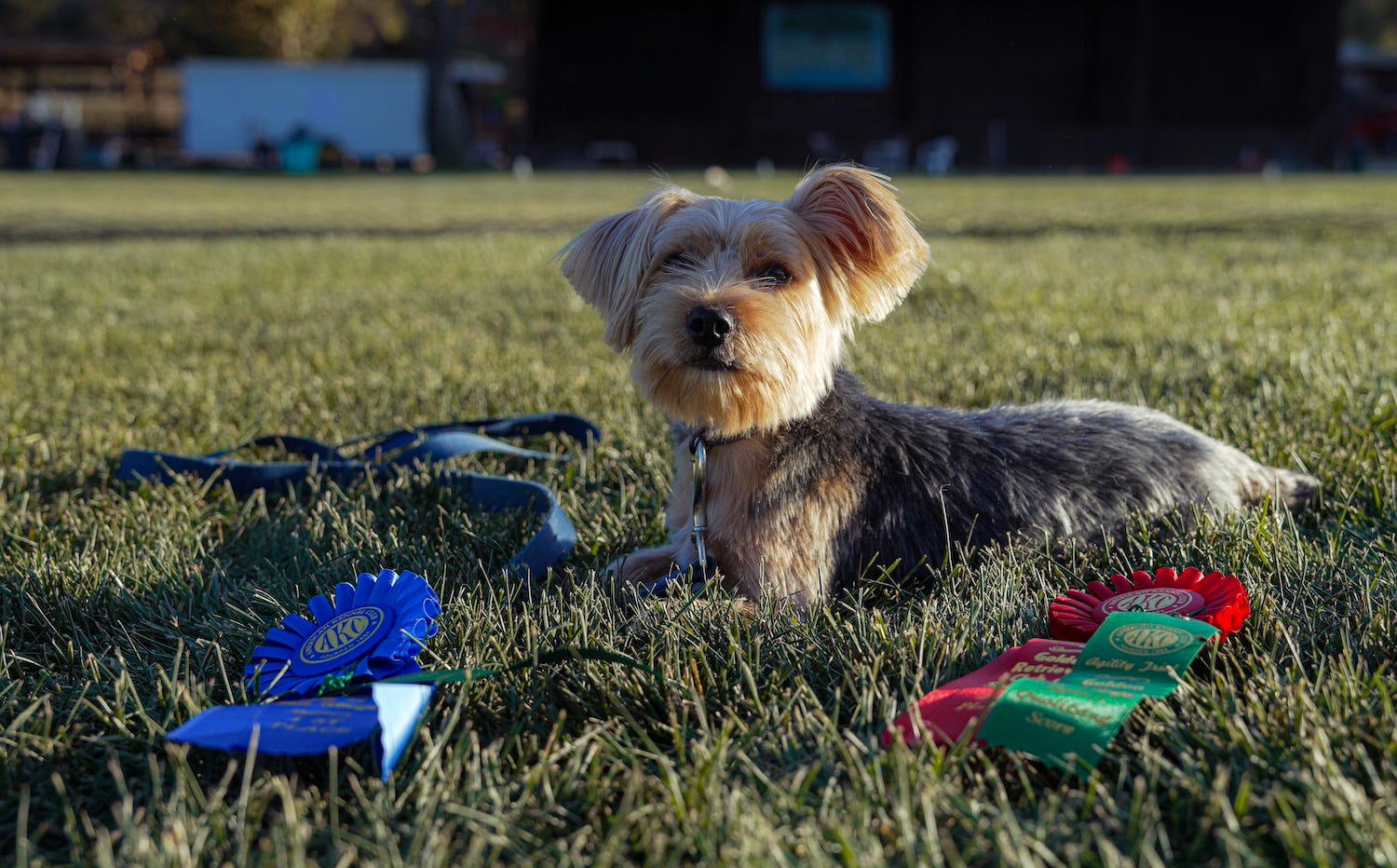 Vista teen finds passion with dog agility