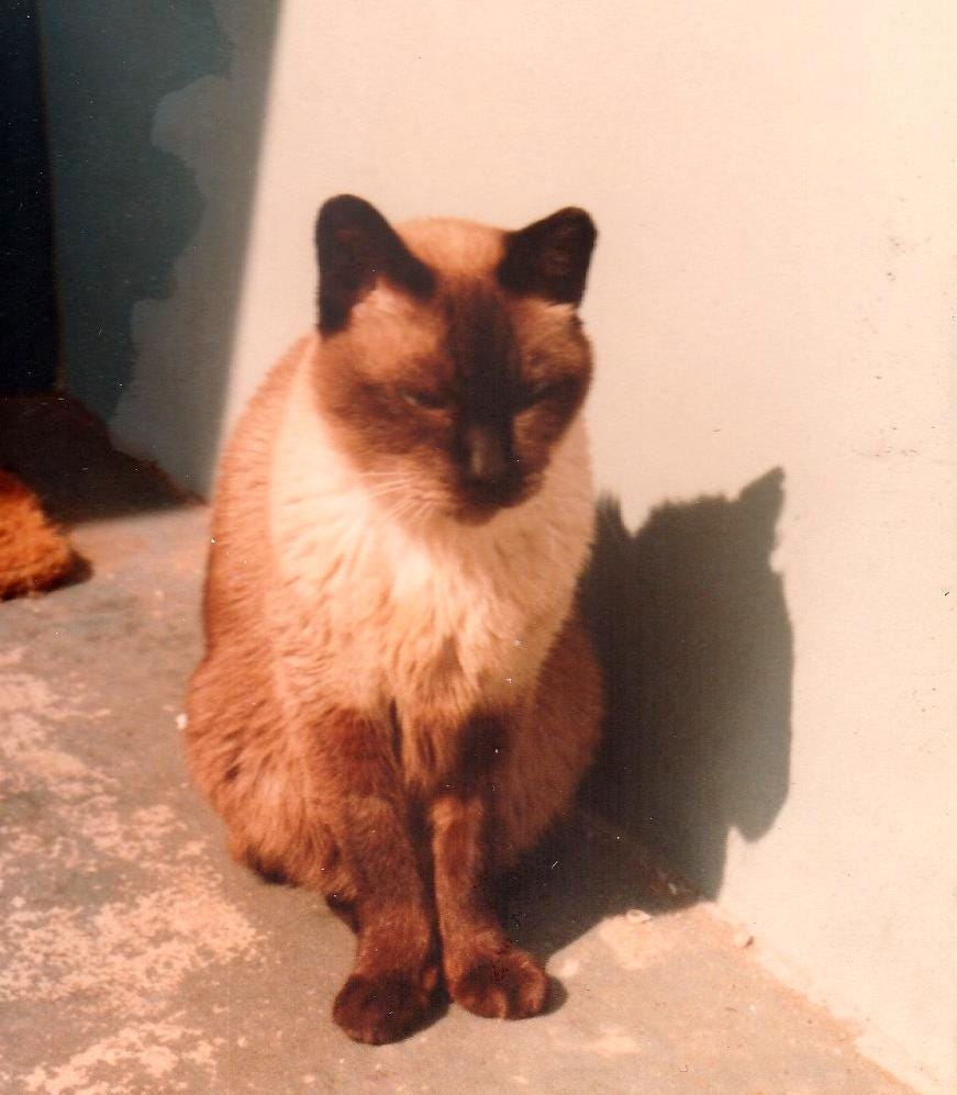 THE BALLAD OF CASEY AND CIRCE - The Chuck Durang Show