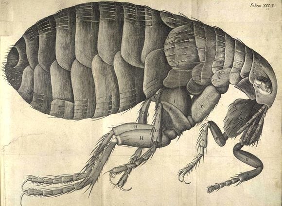 John Donne: "The Flea" - by Karen Swallow Prior