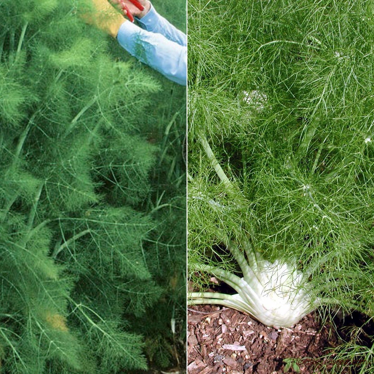 There are 2 types of fennel - by Beverly Thomas