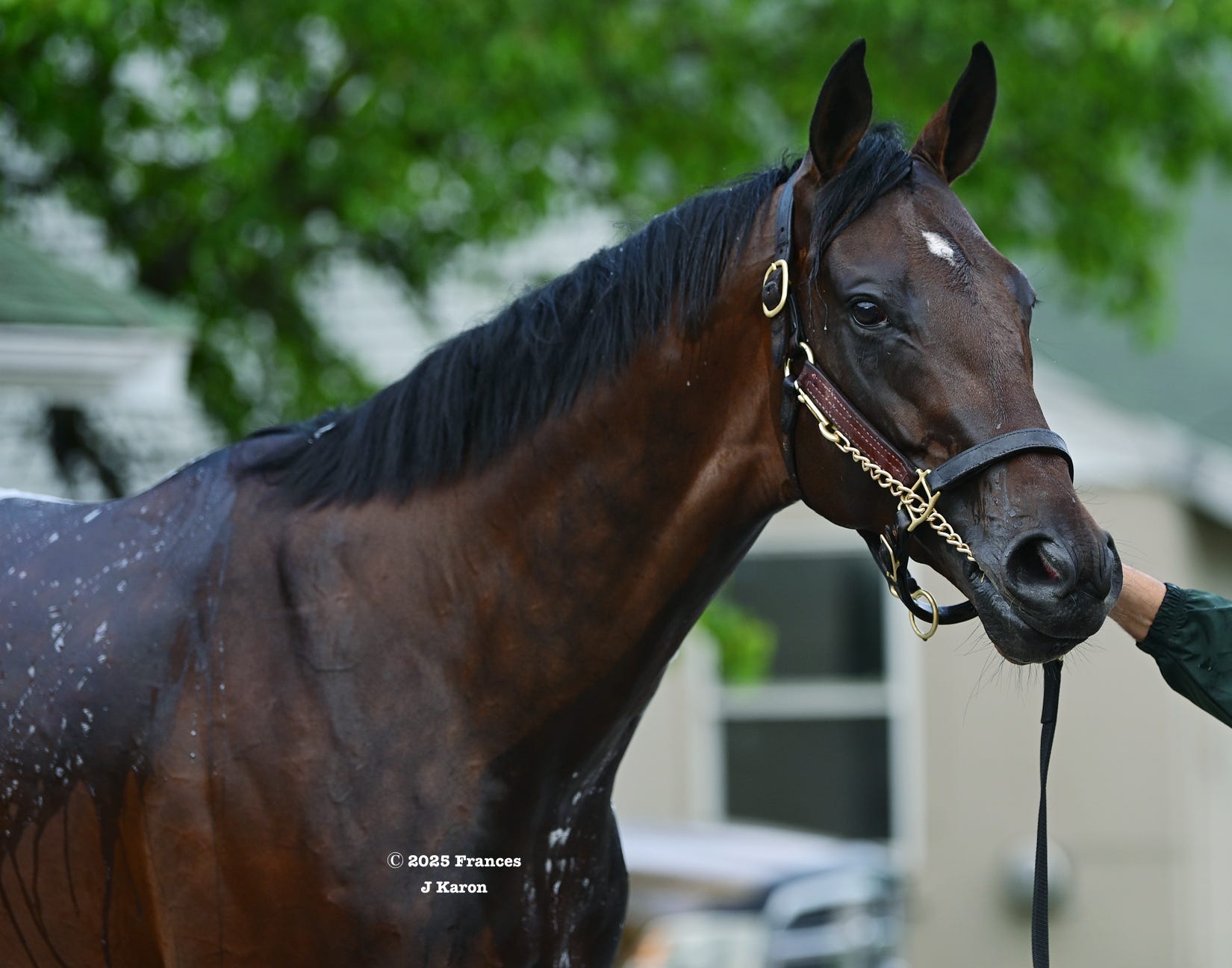 Pedigrees of the Kentucky Derby horses
