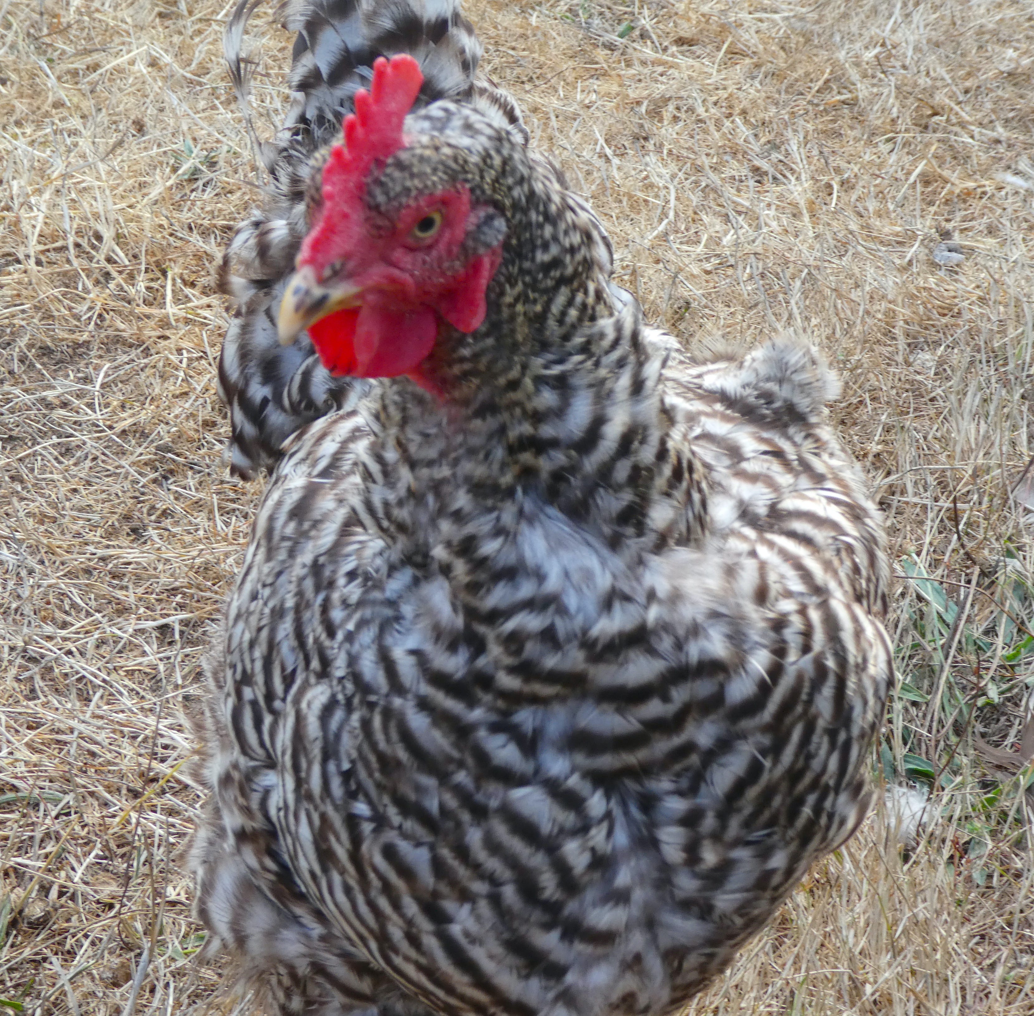 A Short Lesson on Chickens - by Connie Korbel-Mickey