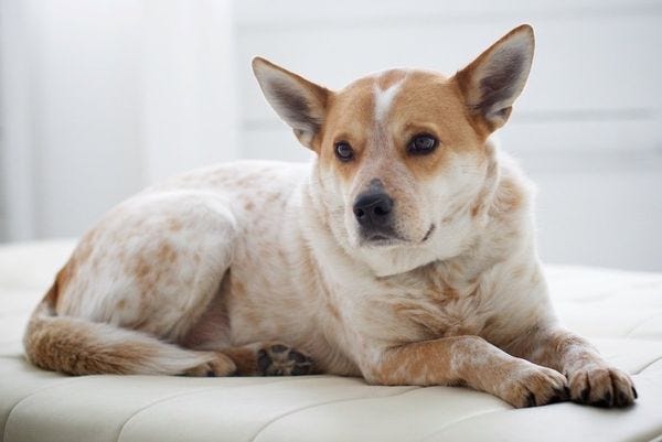 Wonkette's Top Ten Stories Of The Week Are A Happening