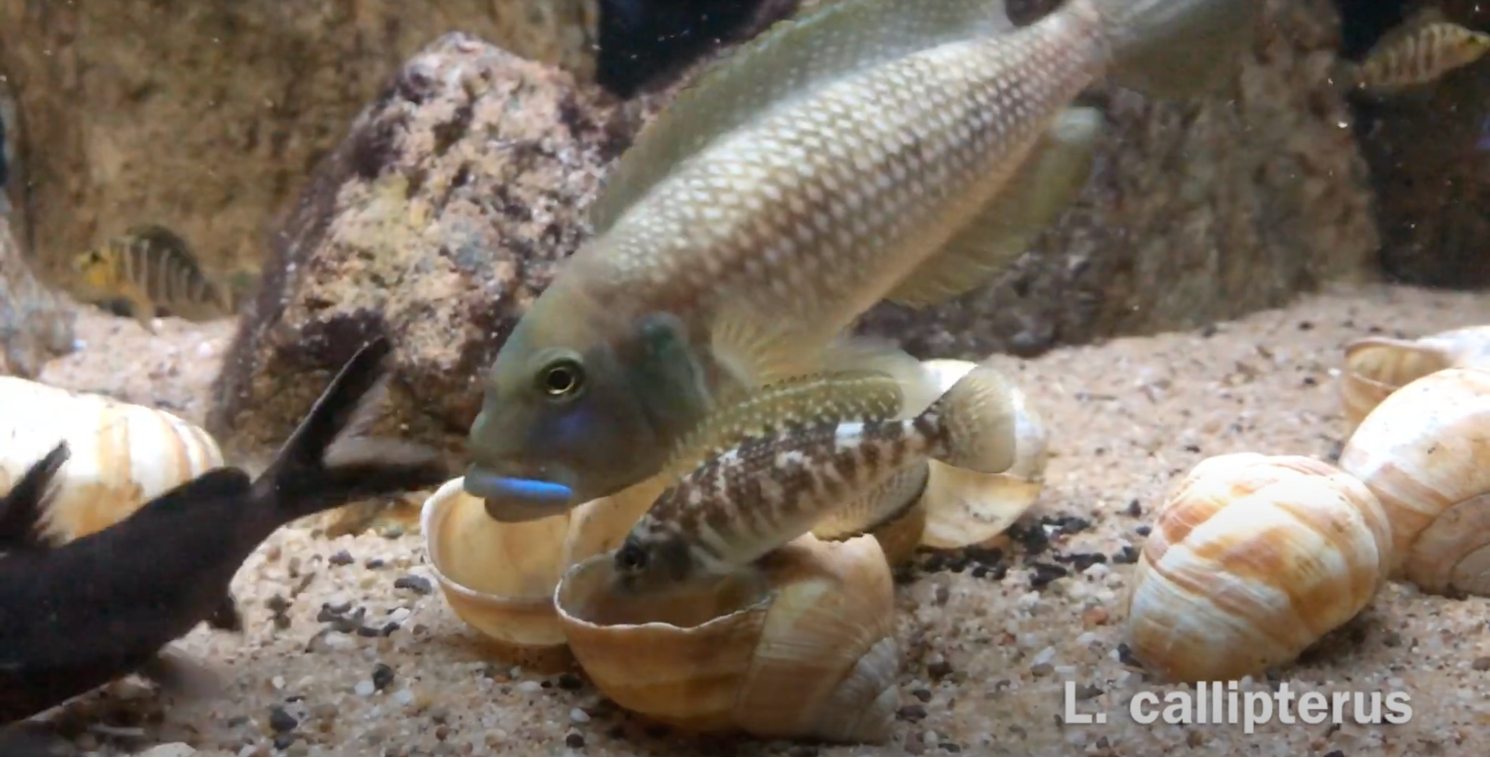 The Hidden Patterns Of Sexual Evolution By Tomas Pueyo
