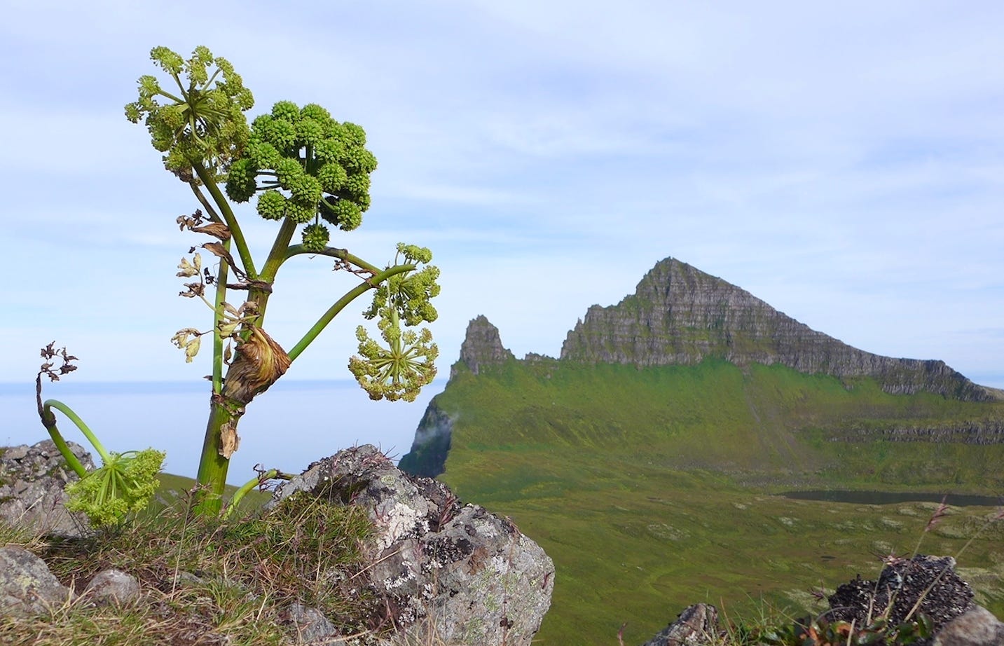 Holy Ghost root - by rose dè danann - wyrdwood