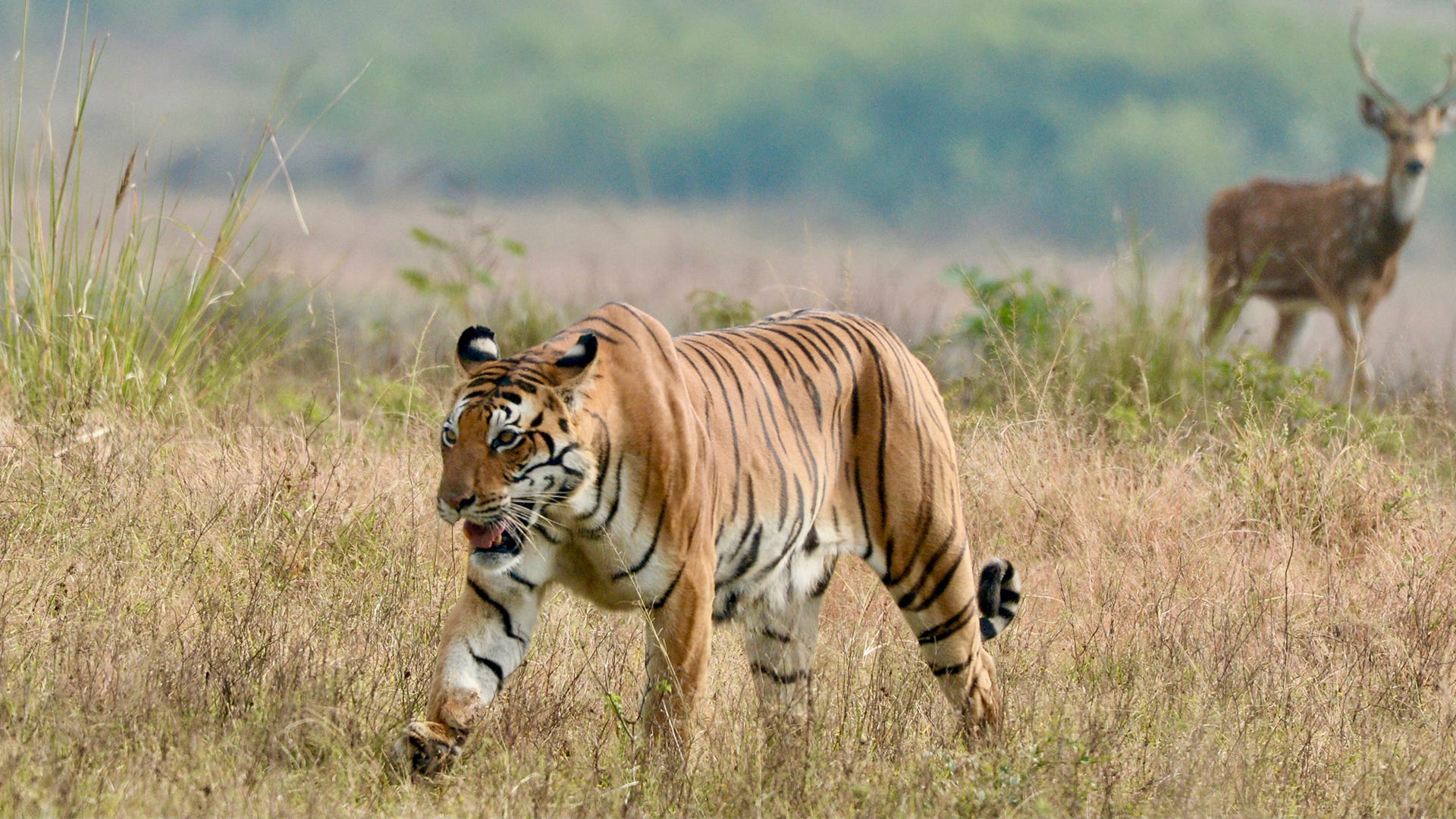 Tracking Tigers: India's Ultimate Luxury Safari Experience
